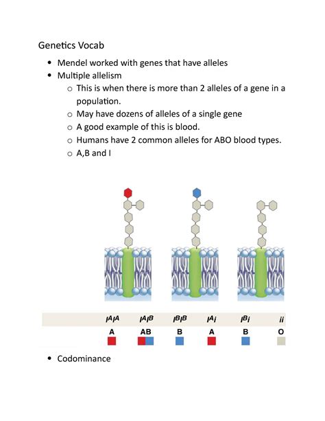 Genetics Vocab Genetics Vocab Mendel Worked With Genes That Have Alleles Multiple Allelism O