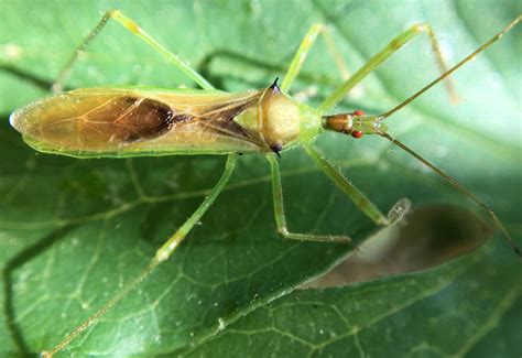 Assassin Bugs Exposed What You Should Know To Stay Safe Whats That Bug