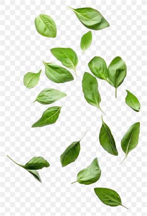 Png Leaves Flying Backgrounds Plant Premium Png Rawpixel