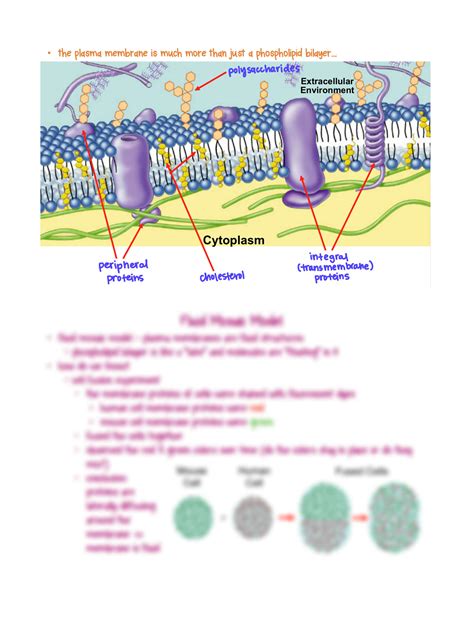 SOLUTION Plasma Membrane The Fluid Mosaic Model Notes Studypool