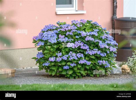 Plate Hydrangea Hydrangea Macrophylla Blue Tit Teller Hortensie Hydrangea Macrophylla