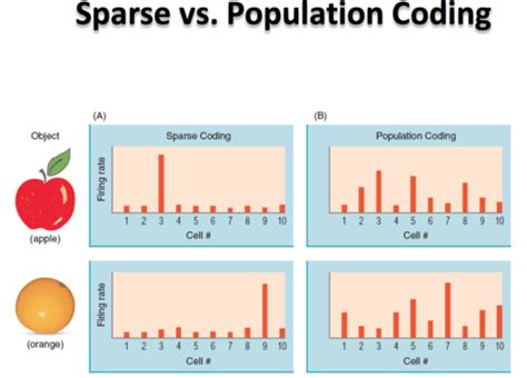 Object Recognition Ventralwhat Flashcards Quizlet