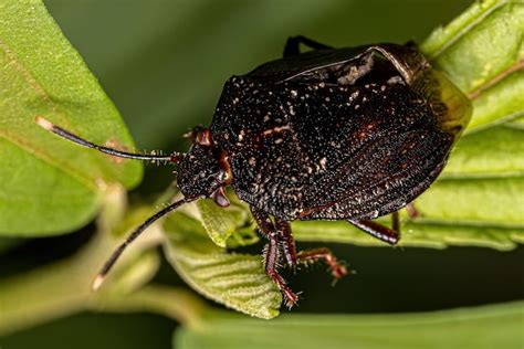 Premium Photo Adult Stink Bug