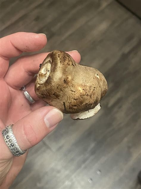 I Got A Mutant Mushroom In My Bunch Didnt Even Know This Was Possible