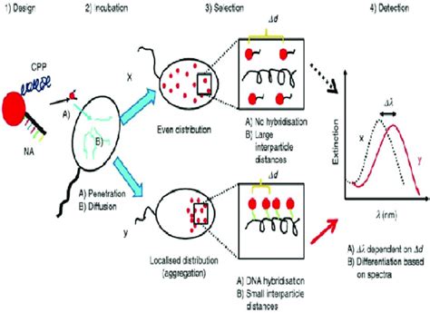 nano particle based sperm sorting download scientific diagram