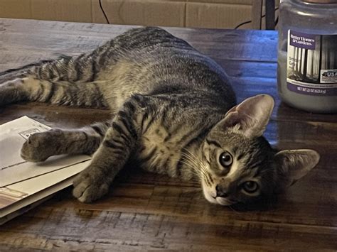 Jack The Standard Issue Cat R Standardissuecat