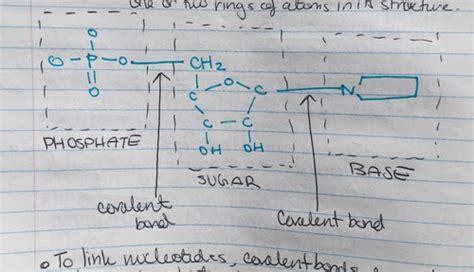 Structure Of Dna And Rna Flashcards Quizlet