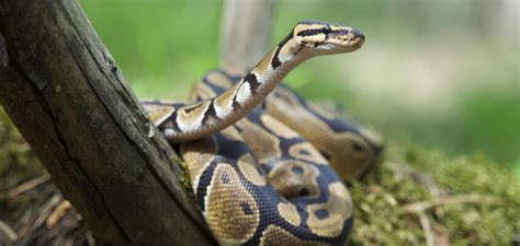 Pyton Królewski Python Regius Opis Gatunku Zwierzaki