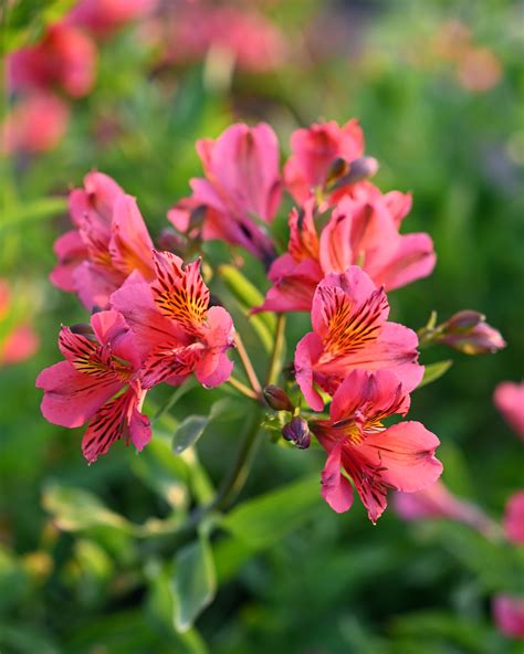 Alstroemeria Tiercé Bare Roots Buy Pink Peruvian Lilies Online At