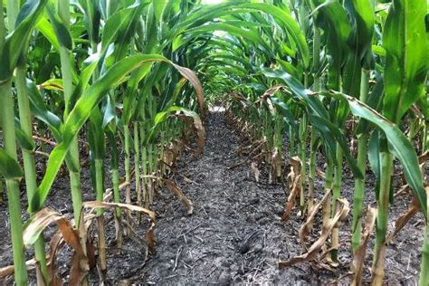 Targeting Corn Nitrogen Strategies For Improved Resilience Corn