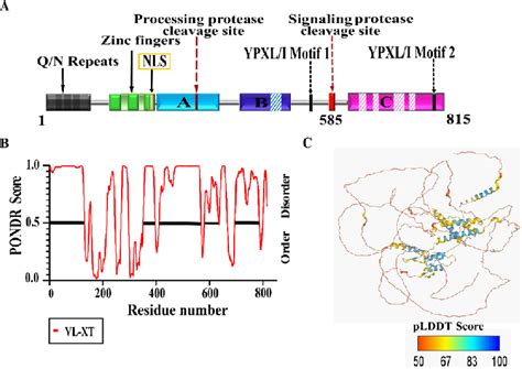 Sequence And Structural Features Of Pacc A Domain Diagram Of T