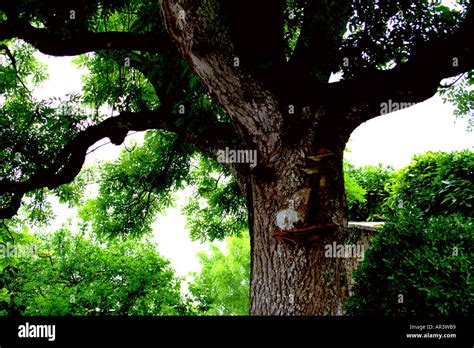 Tree Trunk At The Top Stock Photo Alamy