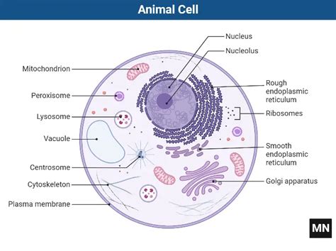 Cytoplasm Functions Structure Definition And Diagram Biology Notes Online