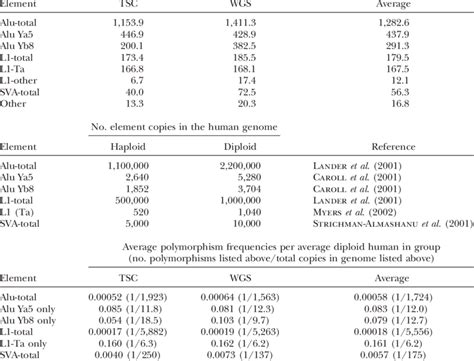 Average Polymorphism Frequencies In Humans Diploid No Polymorphisms