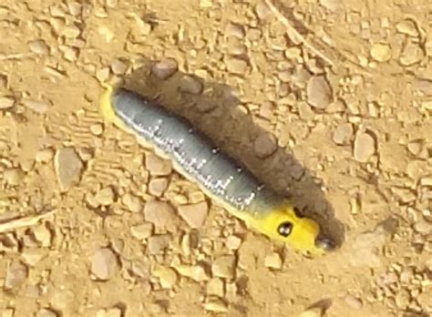 Strange Yellow Bug By Bubul On DeviantArt