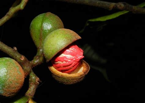 Extraction Magazine Botanical Extraction Technologies And News