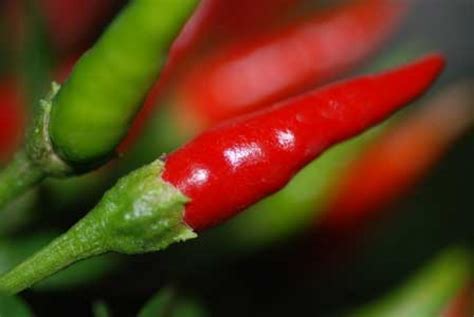 Capsicum Frutescens