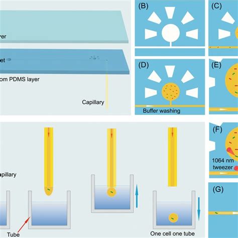 Single‐cell Printing For Single‐cell Genomic Analysis A The Target