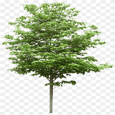 Trees Object Detection Dataset By Assistive Detection