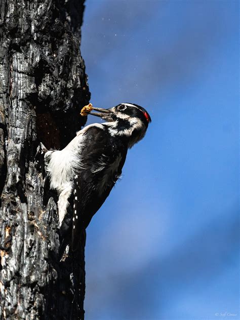 A Hairy Woodpecker Excavating A Hole In A Burned Out Snag OC R Wildlifephotography
