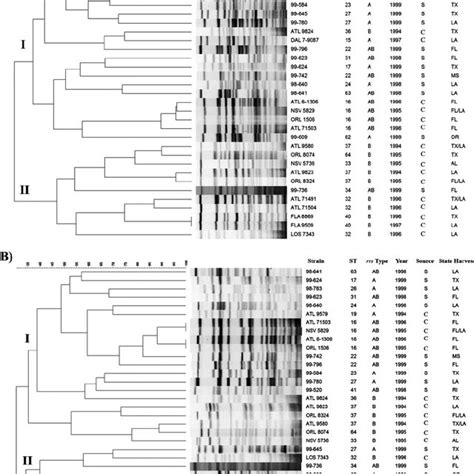 pfge fingerprinting and corresponding dendrogram for 31 of 40 v