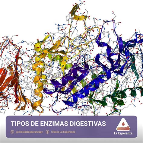 Clínica La Esperanza Las Enzimas Digestivas Son Moléculas Que Se