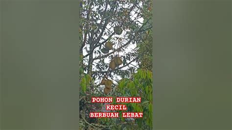 POHON DURIAN KECIL BERBUAH LEBAT #shorts #short - YouTube