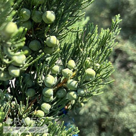 10 Juniperus Chin Robusta Green Upright Juniper