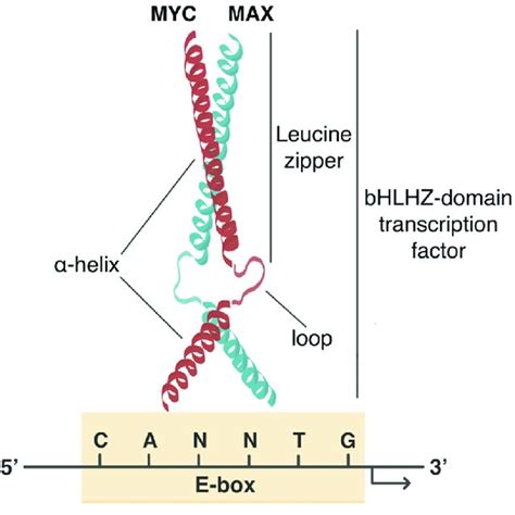 Molecular Interactions Of Myc Dimerization With Max And Dna Binding