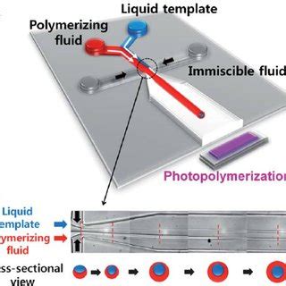 The Flow Patterns Generated In The Microfluidic Device A Download Scientific Diagram