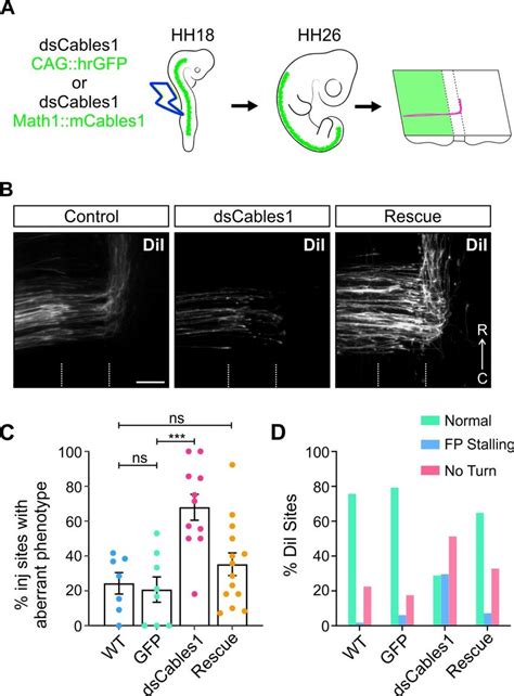 Cables1 Is Required For Axonal Navigation At The Floor Plate A