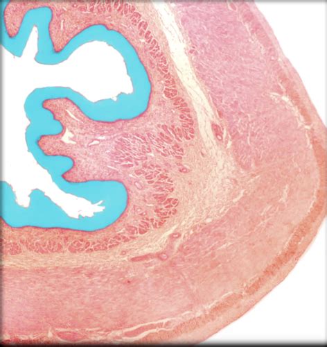 Lab Exam 3 Flashcards Quizlet