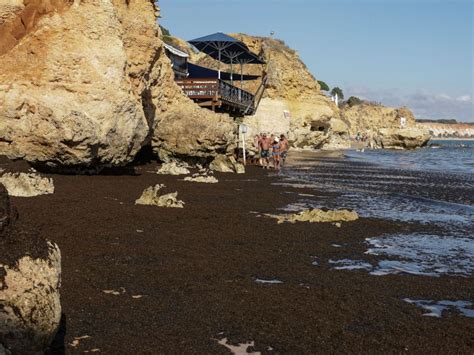 Invasive Algae Challenge Debated In Lagos The Portugal News