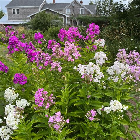 Tall Garden Phlox Mosher Strain Revival Seeds