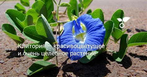 Клитория — красивоцветущее и очень целебное растение . Уход в домашних ...