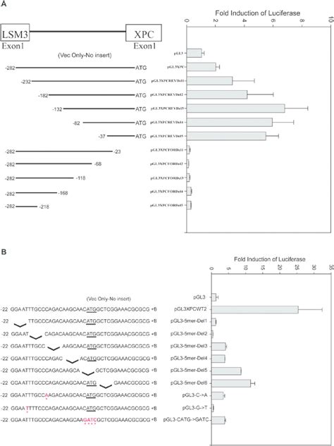 Promoter Activity And P53 Dependent Reporter Gene Expression By The Download Scientific Diagram