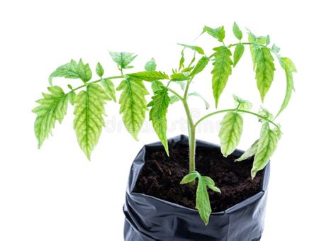 Tomato Plants With Signs Of Lack Of Microelements Isolated On White