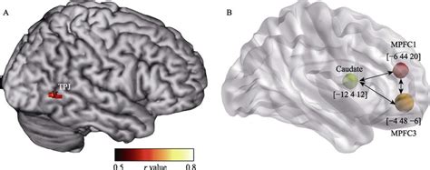 A Voxel Level Analysis Results B The Functional Connection Values