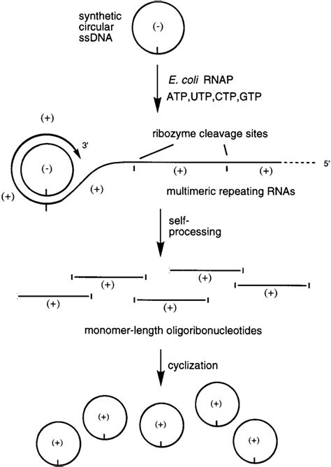 Scheme For Rolling Circle Transcription Of Circular Dnas Encoding