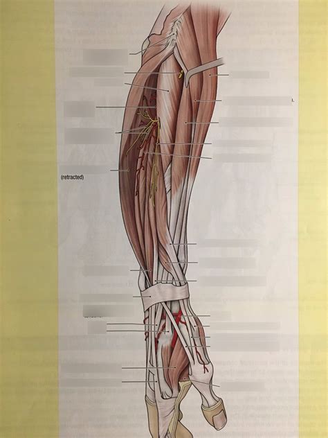Deep Layer Of Extensor Muscles In The R Forearm Diagram Quizlet