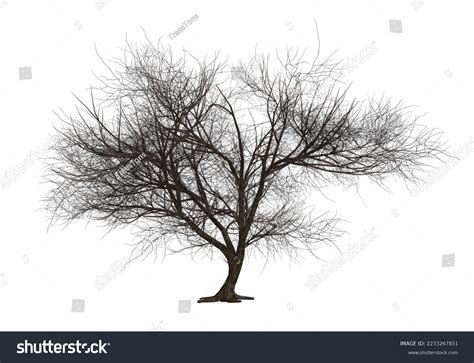 3d Render Tree Trunk Without Leaves Stock Illustration 2233267851