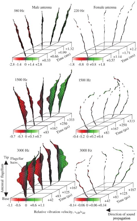 Deflection Shapes Of Male And Female Antennae At Different Frequencies Download Scientific
