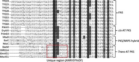 Designing A Primer Targeting Ketosynthase Ks Encoding Dna Regions Of Download Scientific