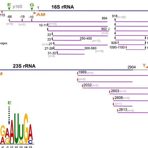 Quality Control Of Ribosome Assembly By The Membrane Attached Rna