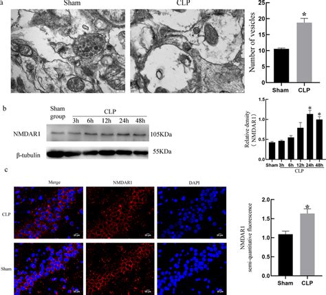 Number Of Synaptic Vesicles In The Synaptic Active Area Of Hippocampal