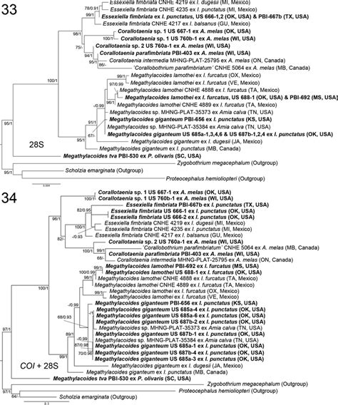 34 Phylogenetic Relationships Inferred By Maximum Likelihood Based