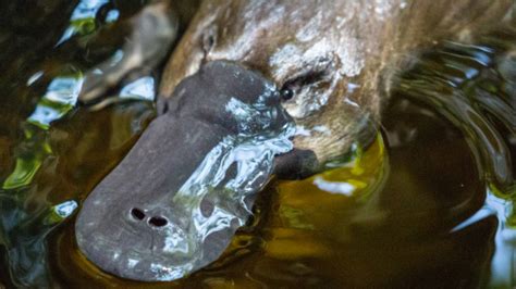 Scientists Just Solved A 100 Million Year Old Mystery About Platypus