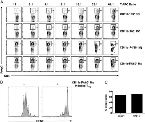 Foxp3 T Reg Cell Differentiation By Lp Dcs And Macrophages M F Is Download Scientific