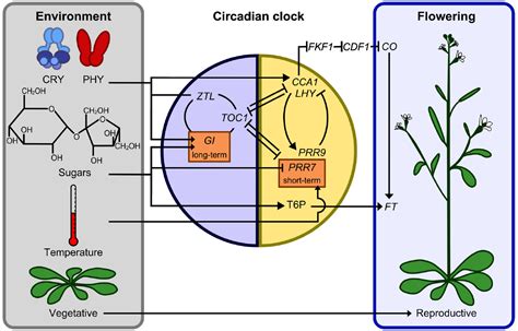 Frontiers Interactions Between Circadian Clocks And Photosynthesis For The Temporal And