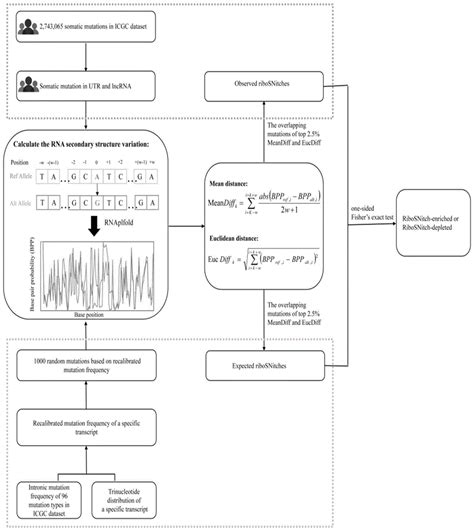 一种预测突变对rna二级结构影响程度的方法和相关设备与流程 2